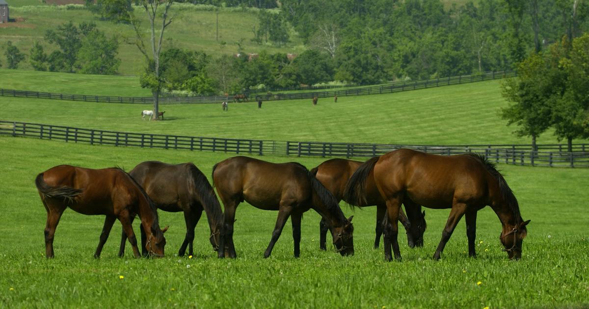 UK Equine Farm and Facilities Expo to be Held May 31 | UKNow