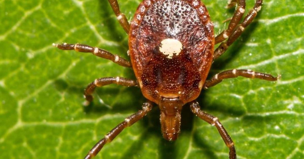 This tick bite can make you allergic to red meat, other animal products ...