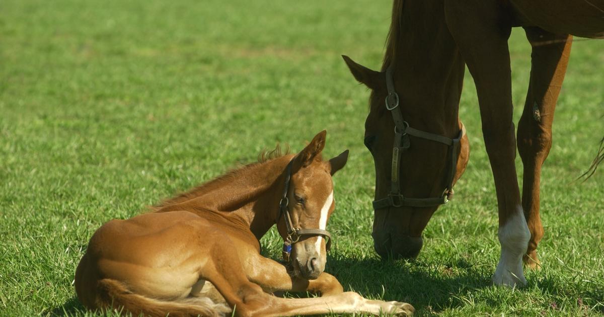 UK's Department of Veterinary Science Responds to Equine Placental ...