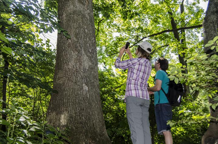 New Tree App Builds Partnerships Between Citizens and Scientists | UKNow