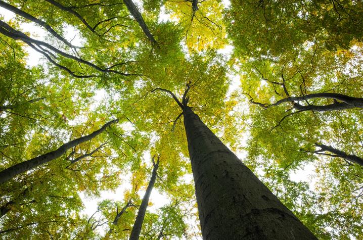 The Arboretum Offering Field Trips Illustrating Positive Environmental ...