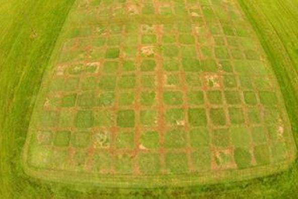 UK to Host Turf Research Field Day on July 13 | UKNow