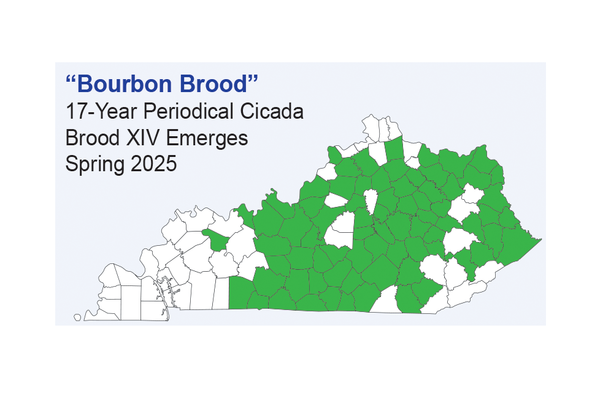 Bourbon Brood of periodical cicadas ready to sing this spring in ...