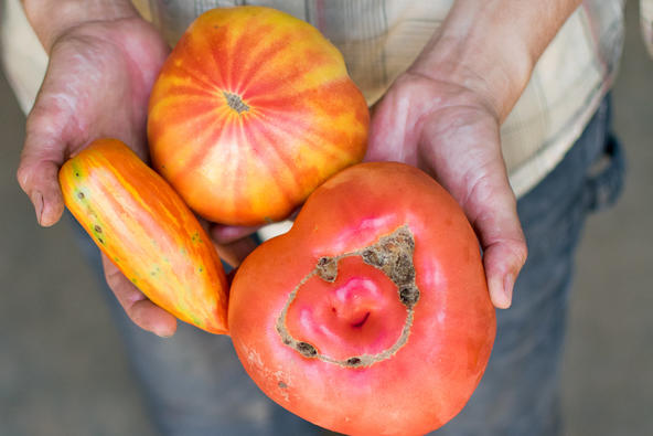 UK Dining Launches Two New Local Food Initiatives for 2018-19 | UKNow