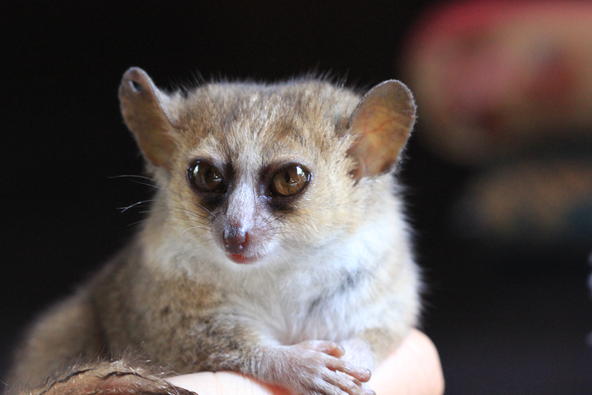 UK Researchers Discover Three New Primate Species | UKNow