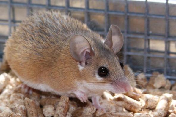 Do spiny mice hold the key to regenerative healing? UK study explores ...