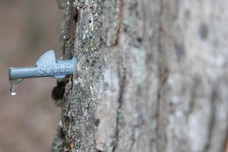 Study suggests maple syrup industry can tap into, expand Kentucky’s ...