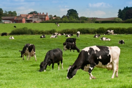 Third Annual Dairy Exchange Is Coming Up | UKNow