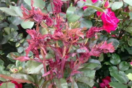 Disease Affecting Kentucky Roses | UKNow